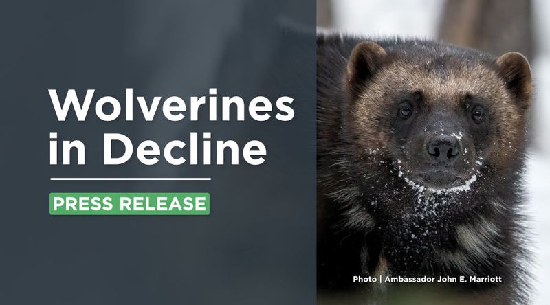 Press Release: Wolverines in Decline - Oct 21, 2025